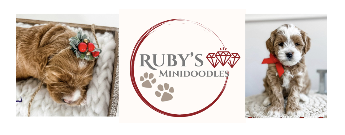 Home - Ruby's Minidoodles