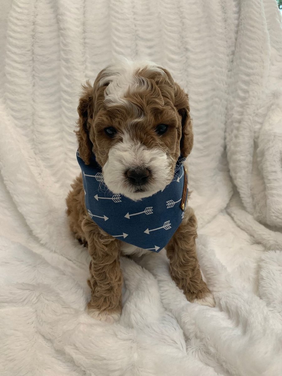 Home - Ruby's Minidoodles